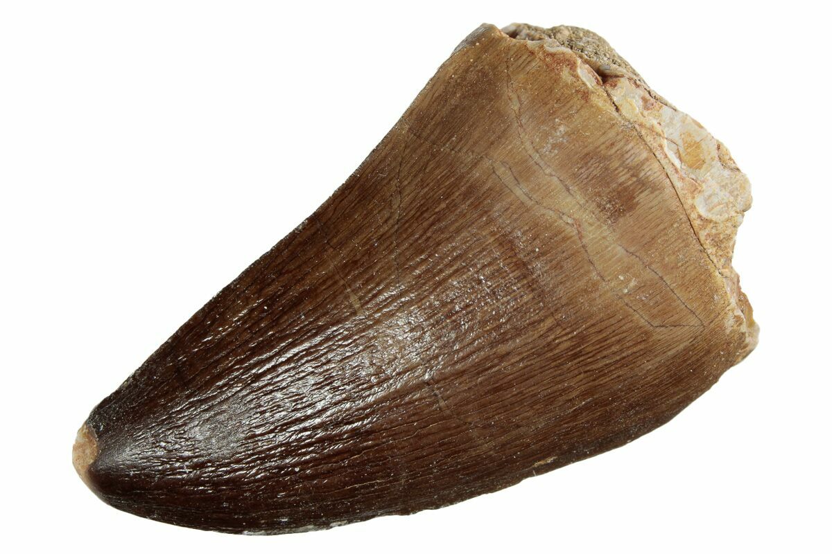 1.8" Fossil Mosasaur (Prognathodon) Tooth - Morocco (#237104) For Sale ...