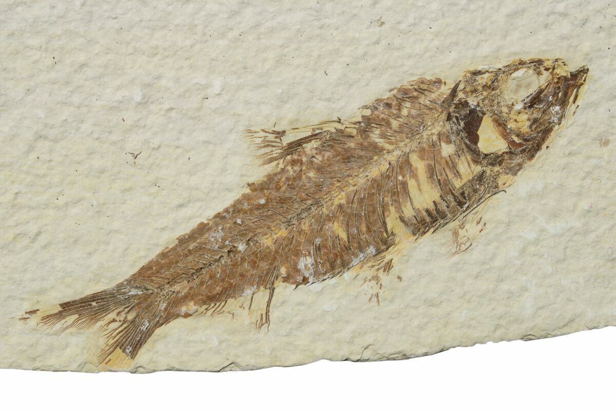 3.6" Fossil Fish (Knightia) - Green River Formation (#237195) For Sale ...
