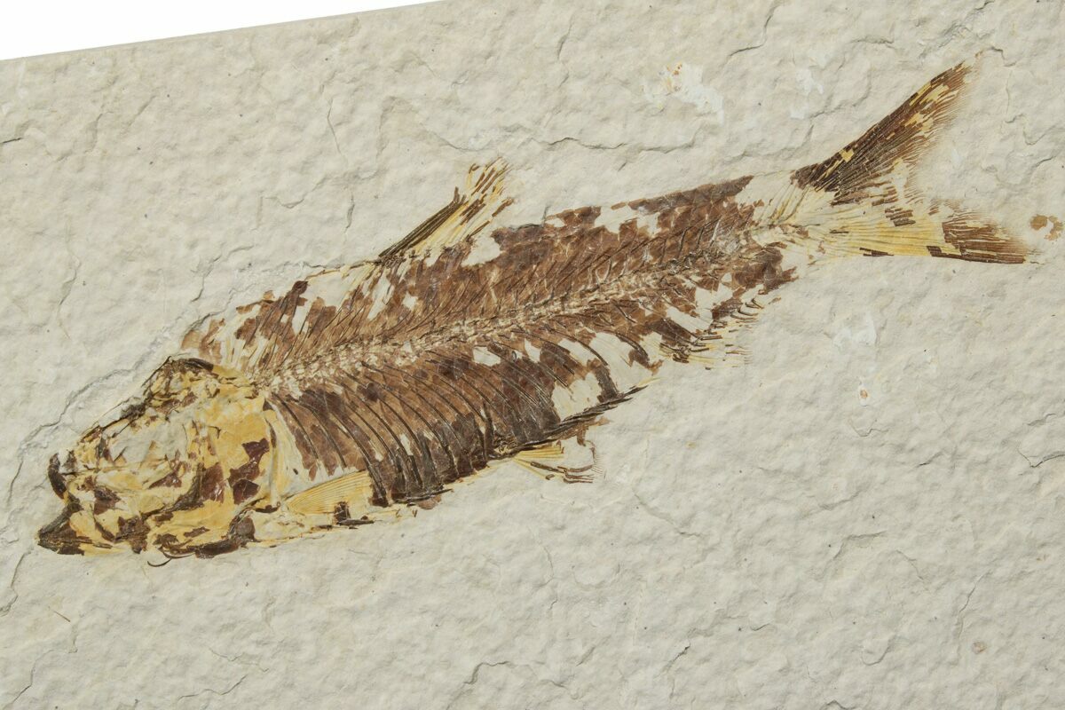 3.7" Fossil Fish (Knightia) - Green River Formation (#237197) For Sale ...