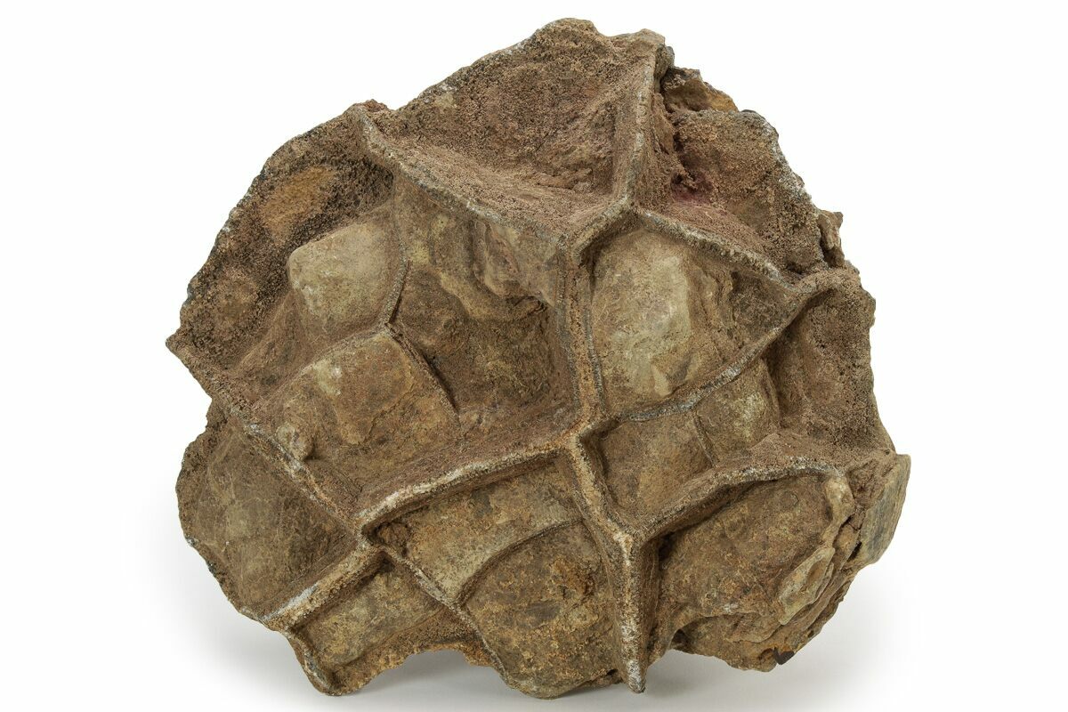 7.4" Septarian Nodule - Morocco (#237258) For Sale - FossilEra.com