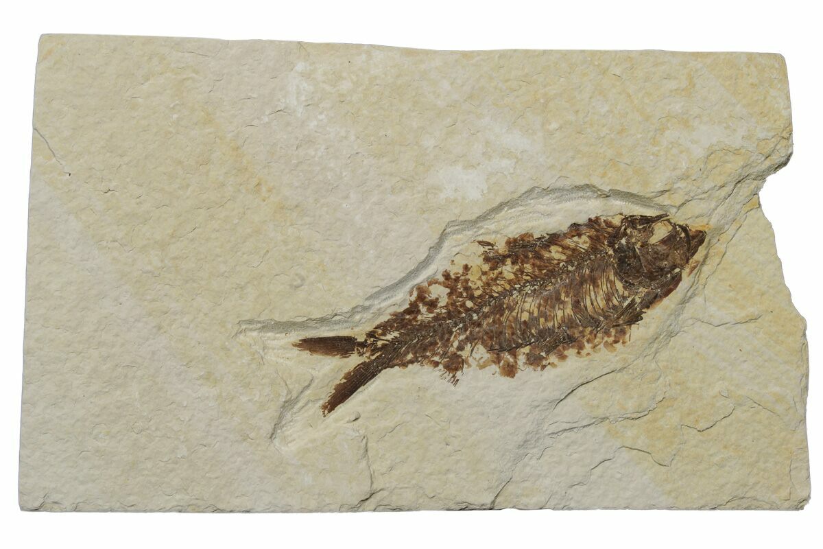 3.7" Fossil Fish (Knightia) - Green River Formation (#237229) For Sale ...