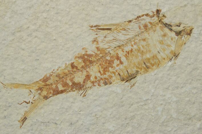 Bargain, 3.5" Fossil Fish (Knightia) - Green River Formation (#237238 ...