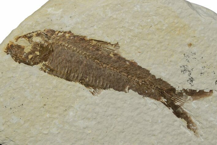 3.3" Fossil Fish (Knightia) - Green River Formation (#237247) For Sale ...