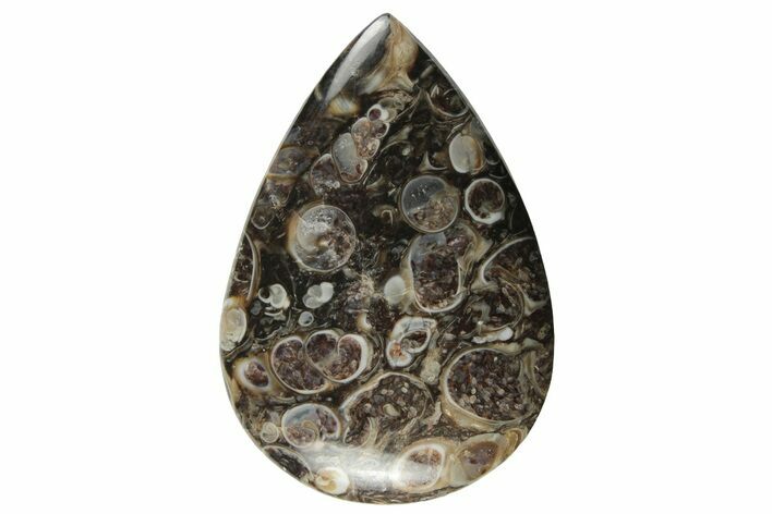 1.35" Polished Fossil Turritella Agate Cabochon - Wyoming (#237338) For ...