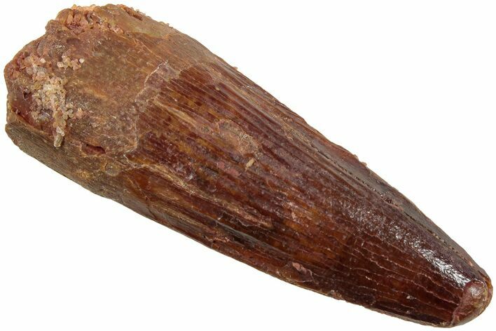 1.46" Fossil Spinosaurus Tooth - Real Dinosaur Tooth (#237352) For Sale ...