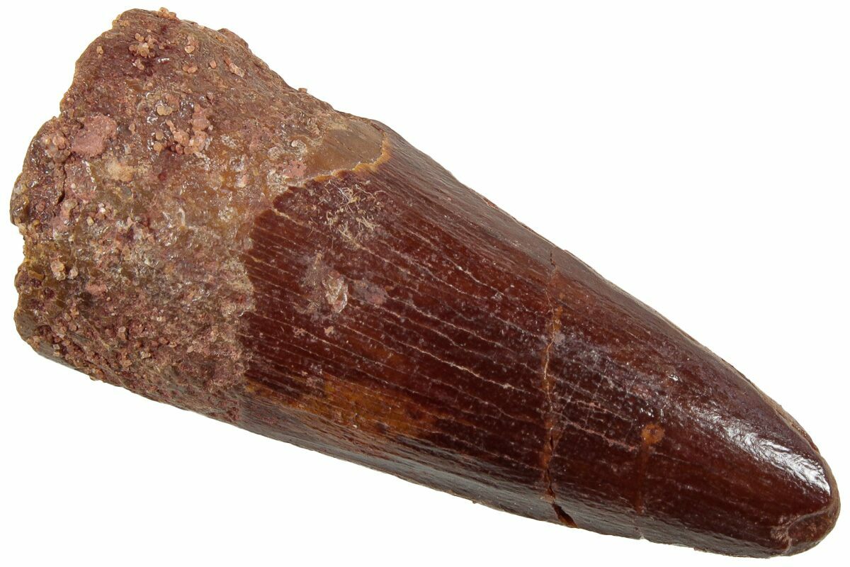 1.38" Fossil Spinosaurus Tooth - Real Dinosaur Tooth (#237354) For Sale ...