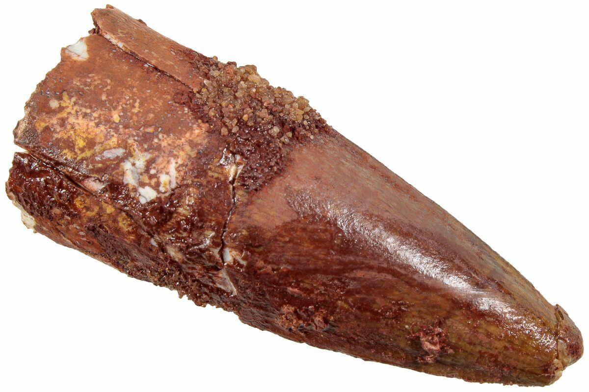 1.63" Fossil Spinosaurus Tooth - Real Dinosaur Tooth (#237360) For Sale ...