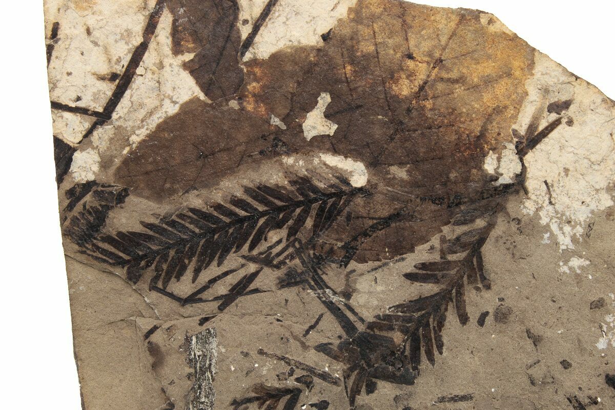 4.7" Fossil Leaf Plate - McAbee, BC (#237740) For Sale - FossilEra.com