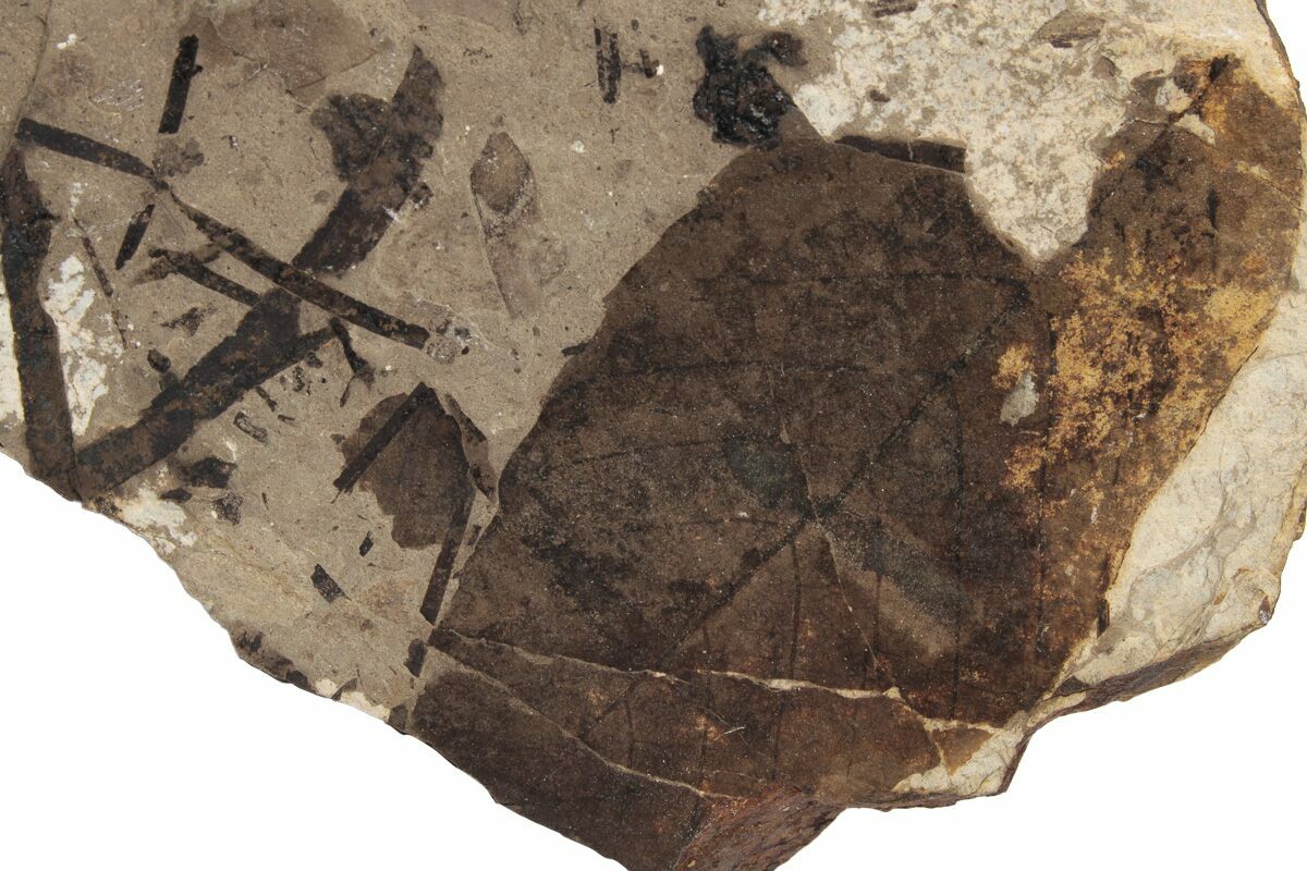 4.7" Fossil Leaf Plate - McAbee, BC (#237740) For Sale - FossilEra.com