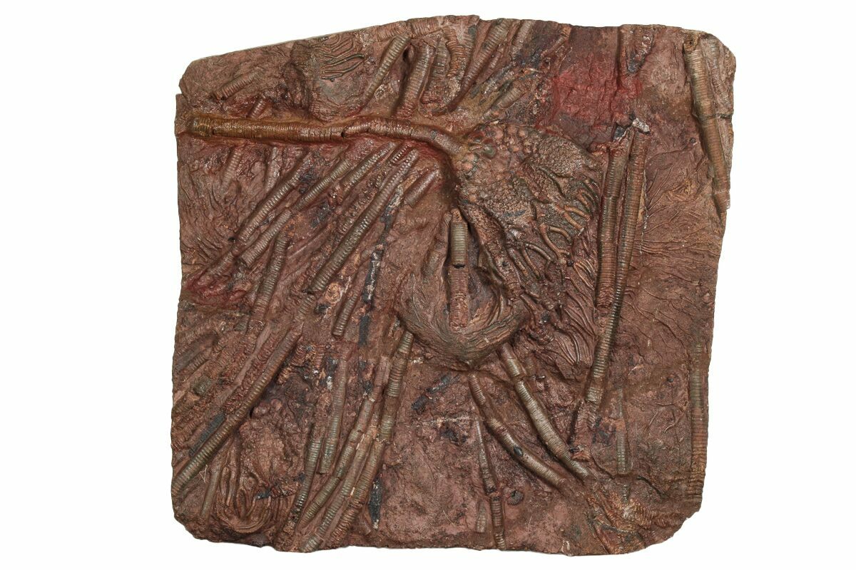 9.6" Silurian Fossil Crinoid (Scyphocrinites) Plate - Morocco (#237563 ...
