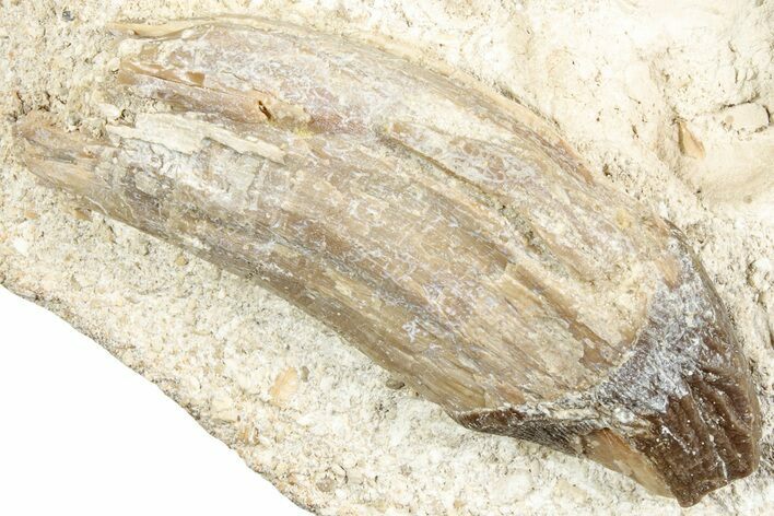 Fossil Primitive Whale (Pappocetus) Teeth in Rock - Morocco (#238078 ...