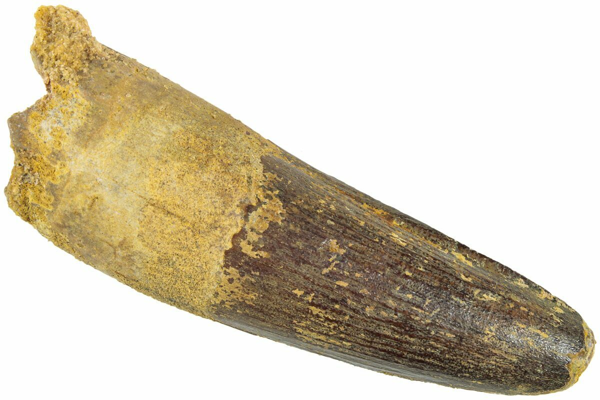 2.46" Fossil Spinosaurus Tooth - Real Dinosaur Tooth (#238287) For Sale ...