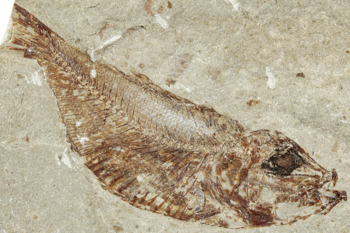 2.2" Cretaceous Fossil Fish (Armigatus) - Lebanon (#238344) For Sale ...