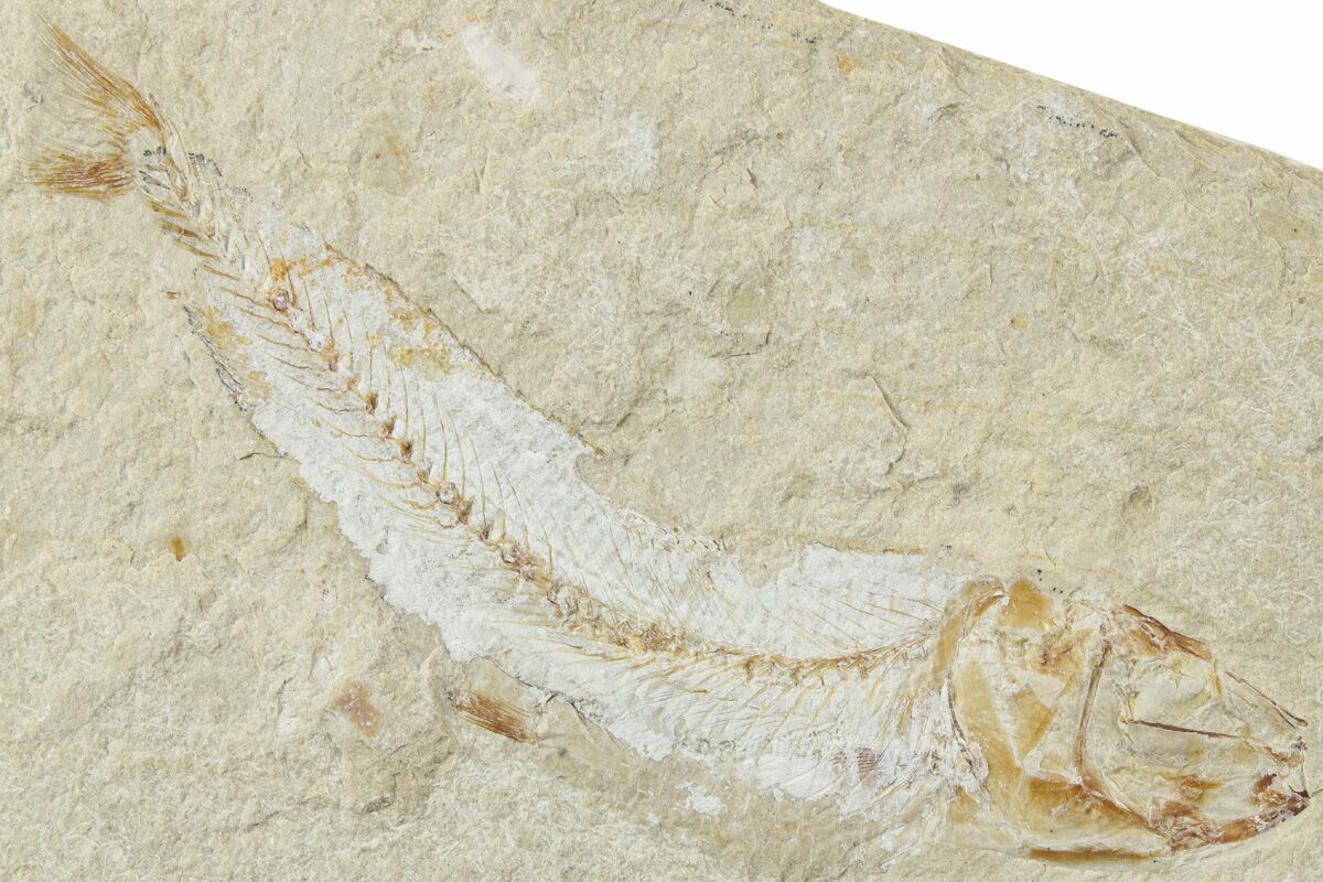 3.1" Cretaceous Fossil Fish - Lebanon (#238361) For Sale - FossilEra.com