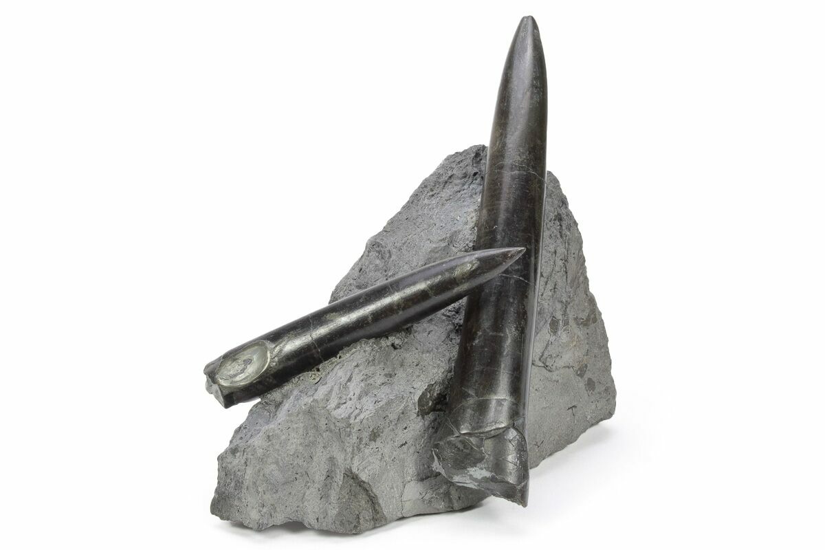 Two Jurassic Belemnite (Passaloteuthis) Fossils - Germany (#238529) For ...