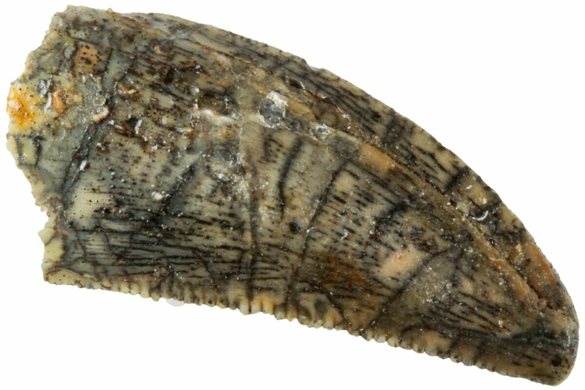 Serrated, .73" Raptor Tooth - Real Dinosaur Tooth (#238646) For Sale ...