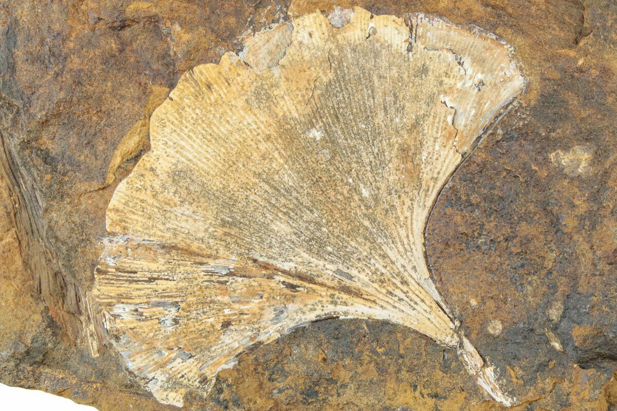 2.2" Fossil Ginkgo Leaf From North Dakota - Paleocene (#238829) For ...