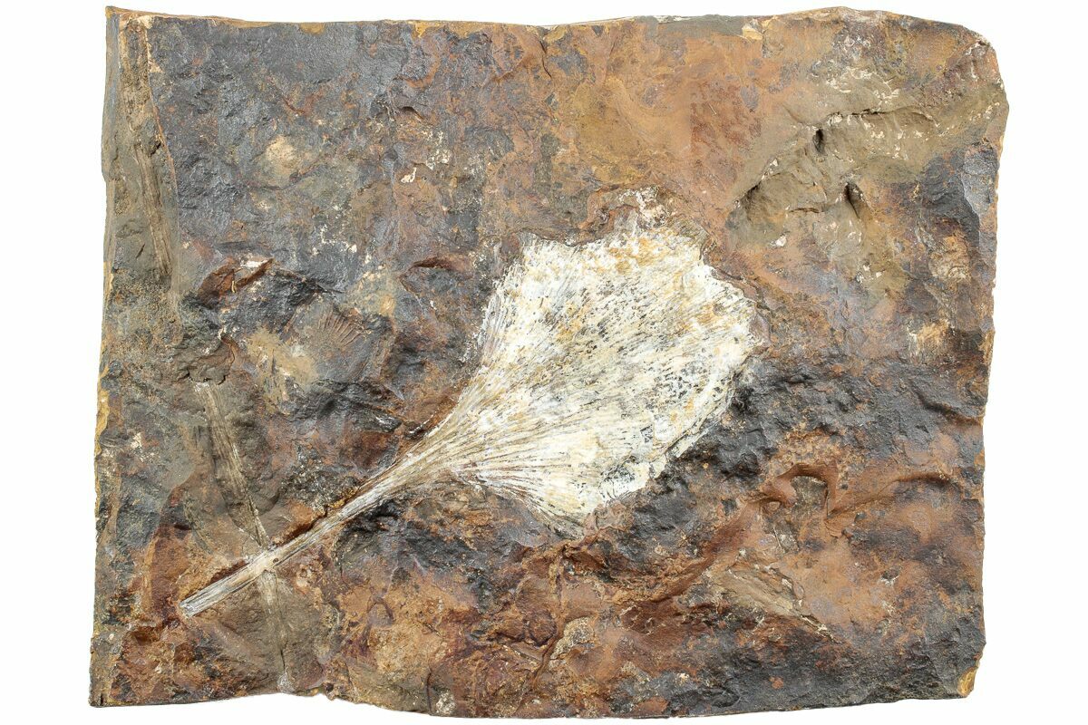 2.9" Fossil Ginkgo Leaf From North Dakota - Paleocene (#238843) For ...