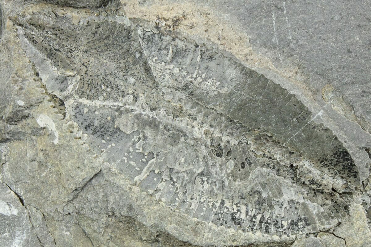7.2" Plate of Ordovician Graptolite (Phyllograptus) Fossils - Utah ...