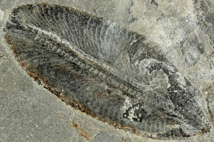 1.4" Ordovician Graptolite (Phyllograptus) - Fillmore Formation, Utah ...