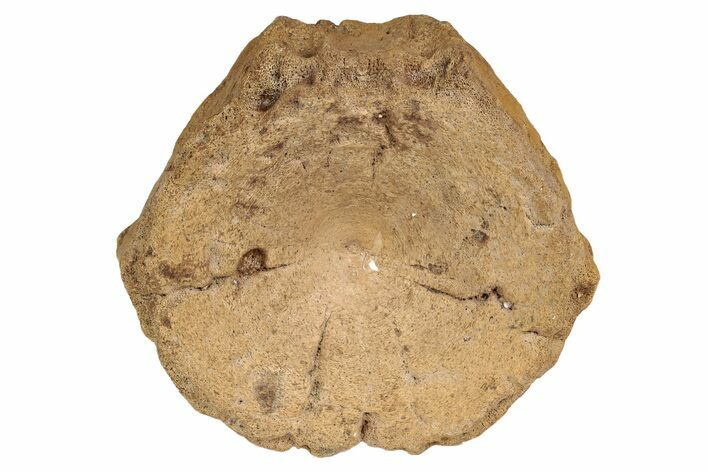 4.25" Fossil Ichthyosaur (Brachypterygius) Vertebra - England (#238926 ...