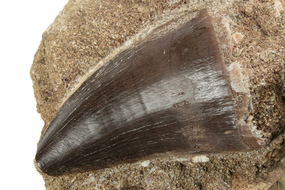 1.7" Mosasaur (Prognathodon) Tooth In Rock - Nice Tooth (#85632) For ...