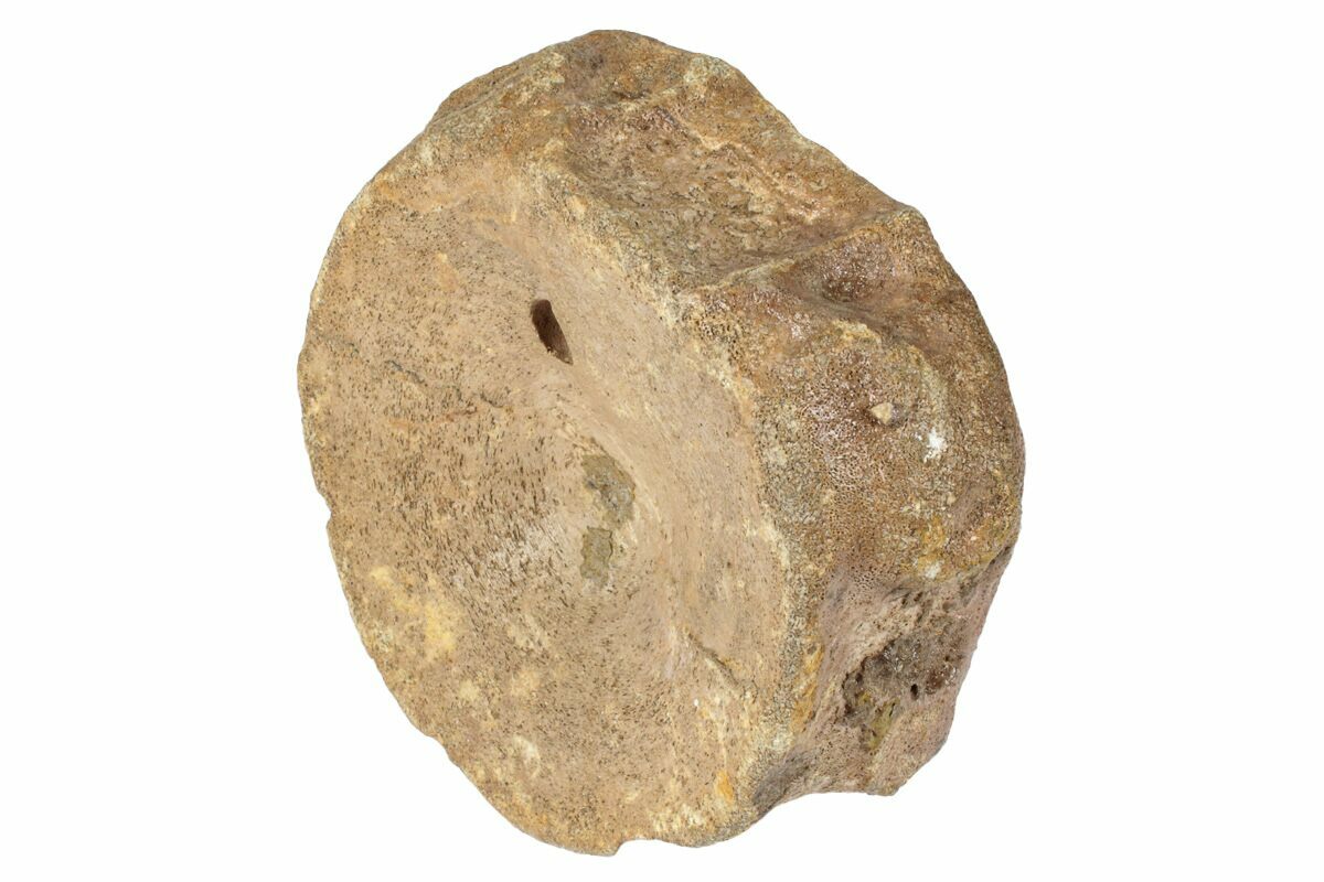 3.1" Fossil Ichthyosaur (Brachypterygius) Vertebra - England (#238908 ...