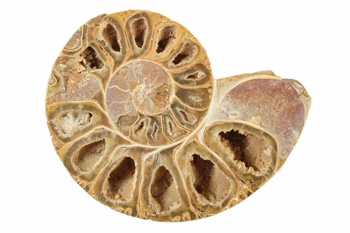 Ammonite Fossil Cut In Half