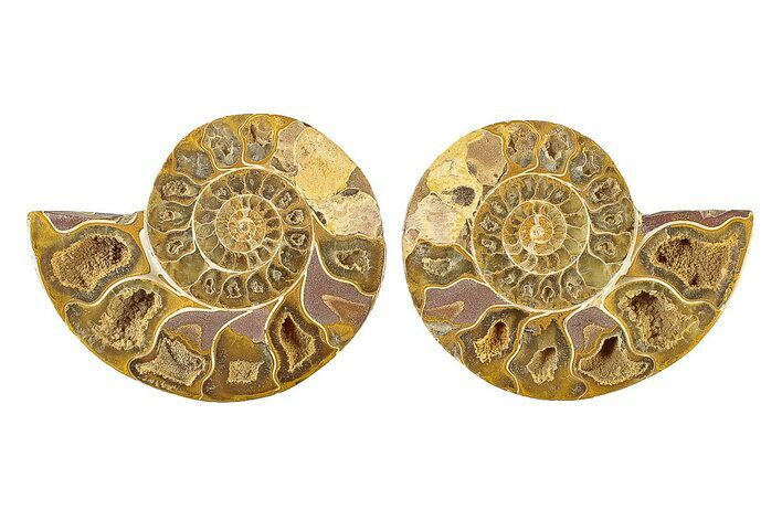 3.4" Jurassic Cut & Polished Ammonite Fossil - Madagascar (#239357) For ...