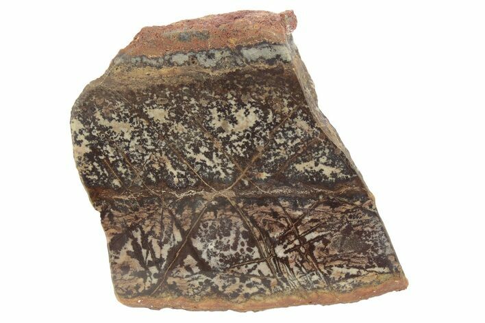 4.5" Polished Outback Jasper - Western Australia (#240030) For Sale ...