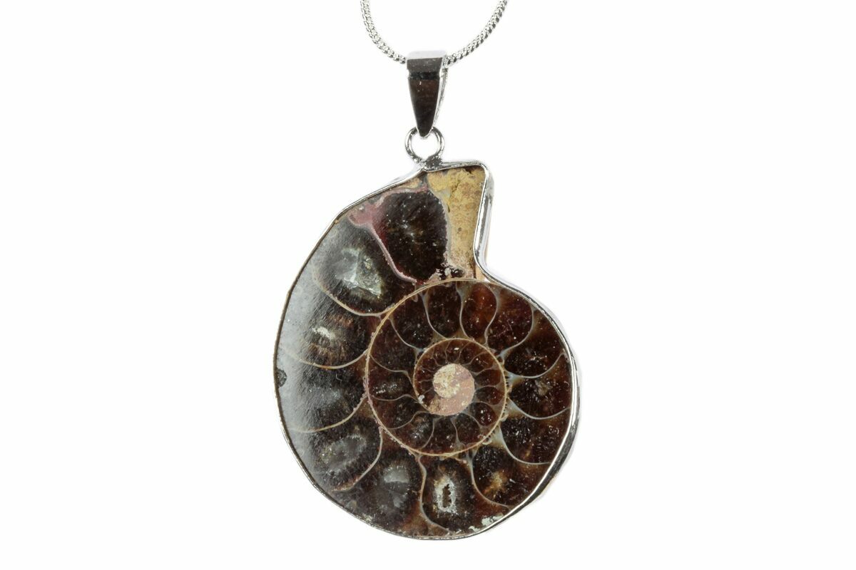 1.45" Fossil Ammonite Pendant - 110 Million Years Old (#238503) For ...