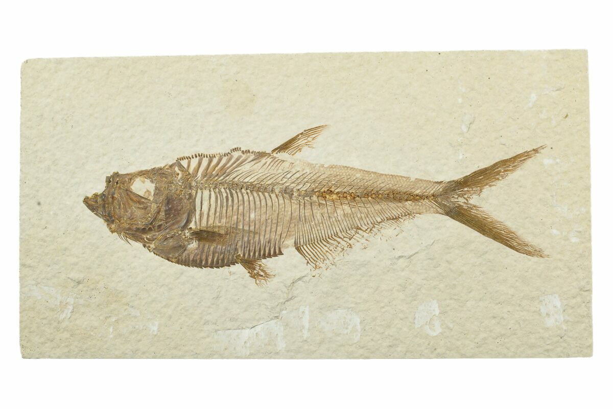 5.5" Fossil Fish (Diplomystus) - Wyoming (#240363) For Sale - FossilEra.com