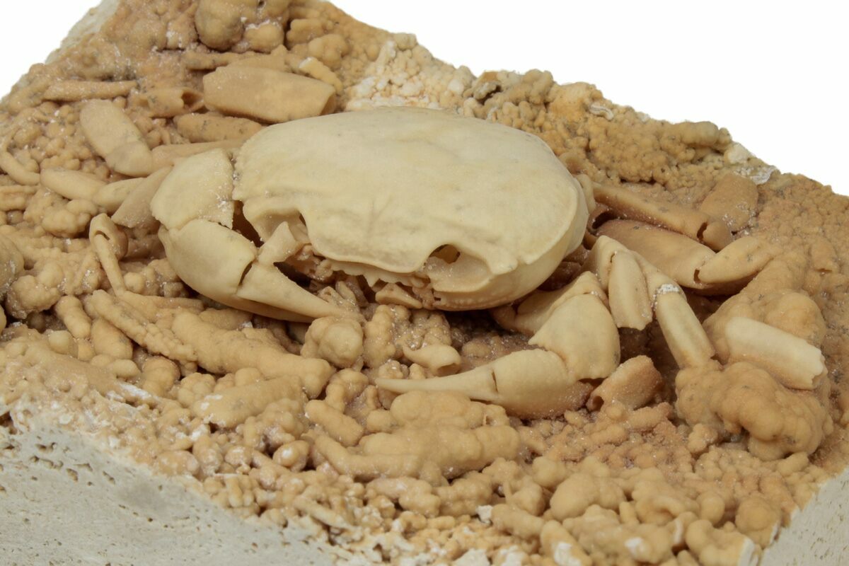 2.9" Fossil Crab (Potamon) Preserved in Travertine - Turkey (#240448 ...