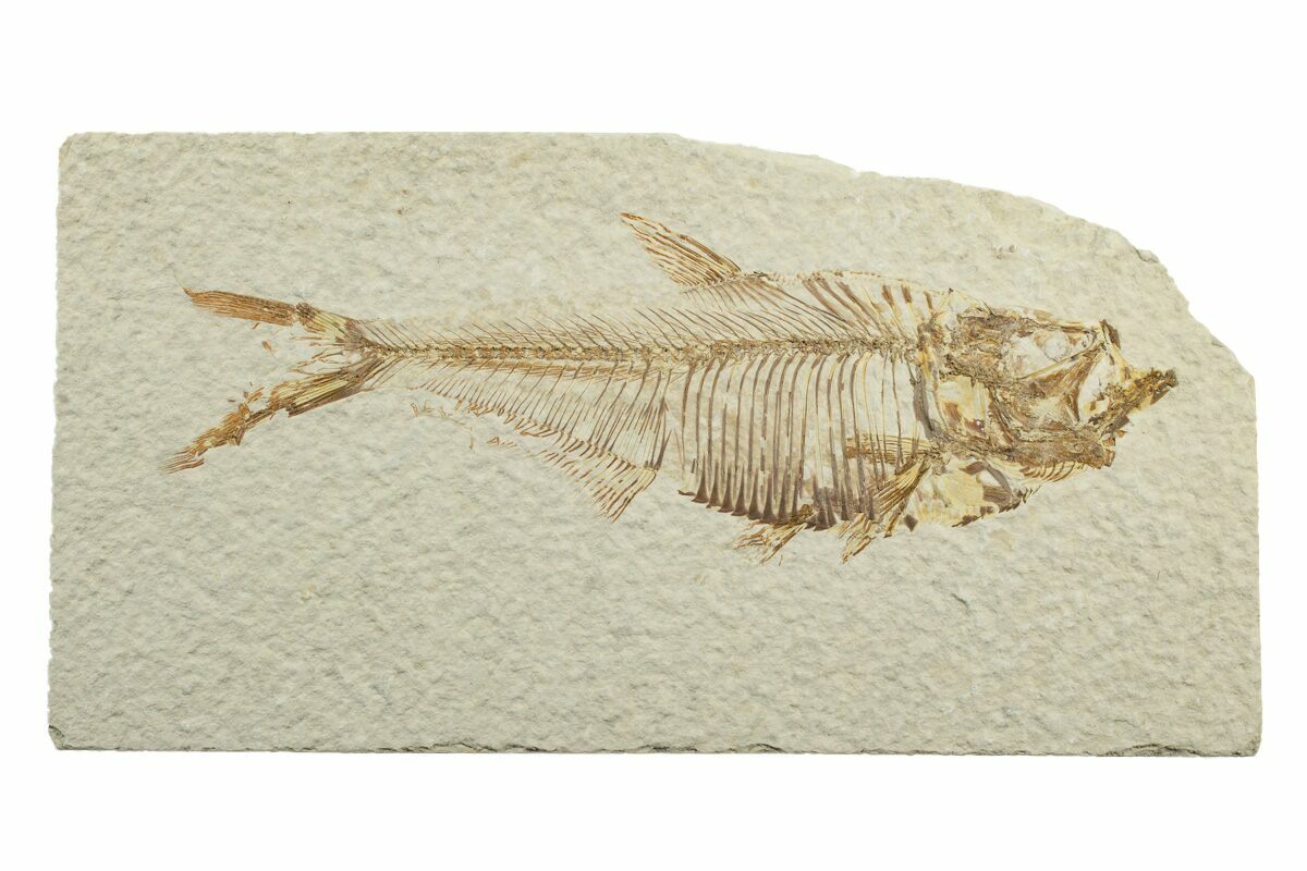 5" Fossil Fish (Diplomystus) - Wyoming (#240401) For Sale - FossilEra.com