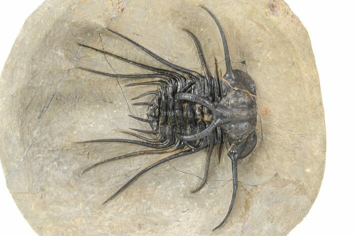 3.2" Bizarre Dicranurus Trilobite - Excellent Quality (#240532) For ...