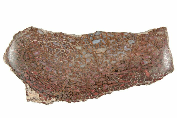 2.8" Polished Dinosaur Bone (Gembone) Slice - Utah (#240724) For Sale ...