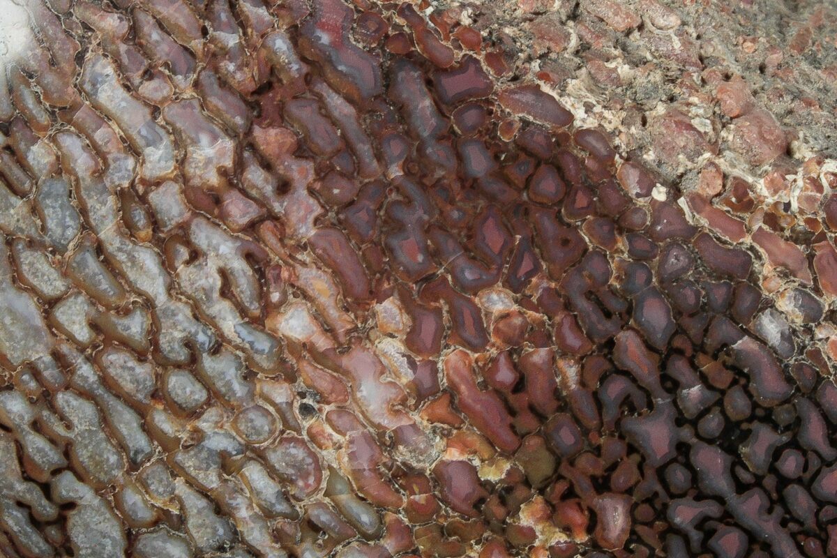 2.7" Polished Dinosaur Bone (Gembone) Section - Utah (#240726) For Sale ...