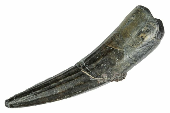 1.65" Spinosaurid Dinosaur (Suchomimus) Tooth - Niger (#241082) For ...