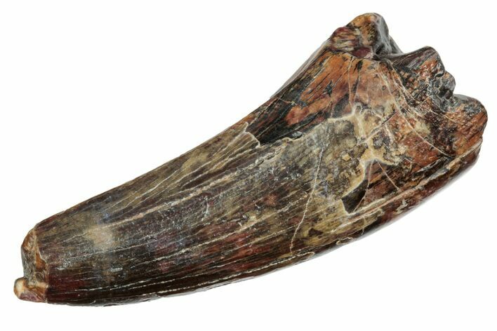 2.04" Spinosaurid Dinosaur (Suchomimus) Tooth - Niger (#241085) For ...