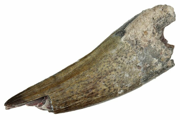 2.06" Spinosaurid Dinosaur (Suchomimus) Tooth - Niger (#241087) For ...