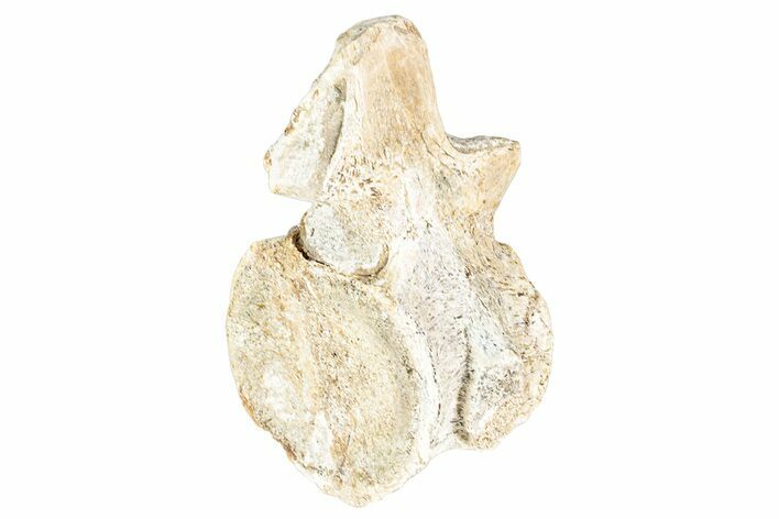 4.5" Fossil Plesiosaur (Thililua?) Vertebra - Asfla, Morocco (#240924 ...