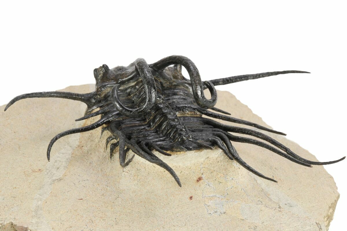 3.3" Bizarre Dicranurus Trilobite - Spectacular Preparation (#241203 ...