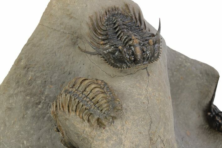 Two Spiny Leonaspis Trilobites With Crotalocephalina (#241564) For Sale ...