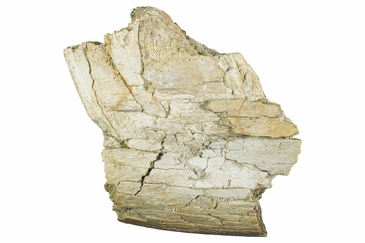 4.5" Titanothere (Megacerops) Jaw Section - South Dakota (#241476) For ...