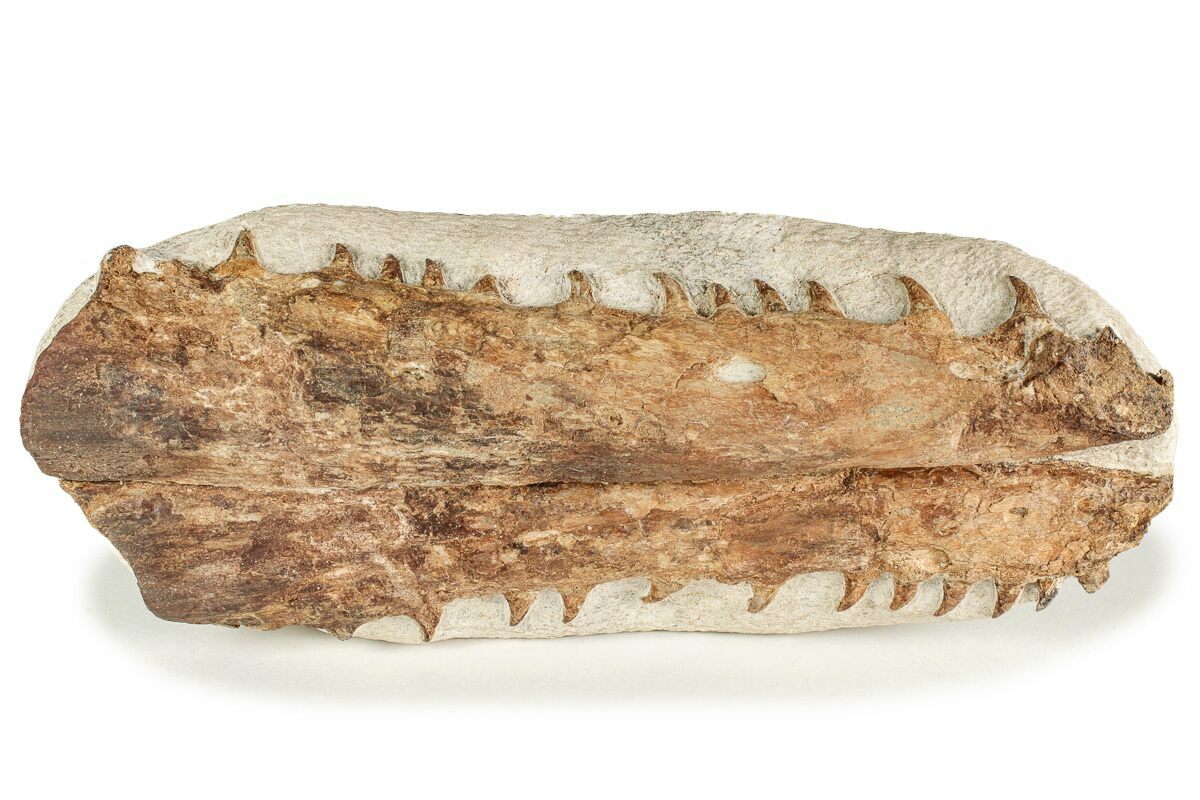 8.8" Fossil Mosasaur (Tethysaurus) Jaws - Asfla, Morocco (#241033) For ...