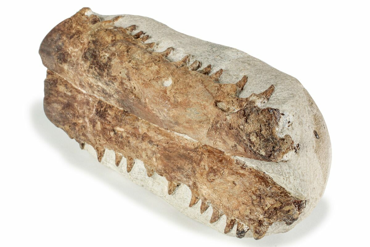 8.8" Fossil Mosasaur (Tethysaurus) Jaws - Asfla, Morocco (#241033) For ...