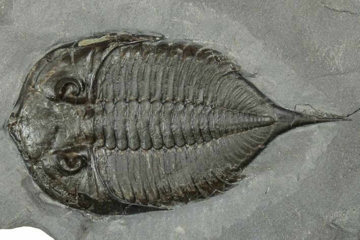 2.2" Dalmanites Trilobite Fossil - New York (#241931) For Sale ...