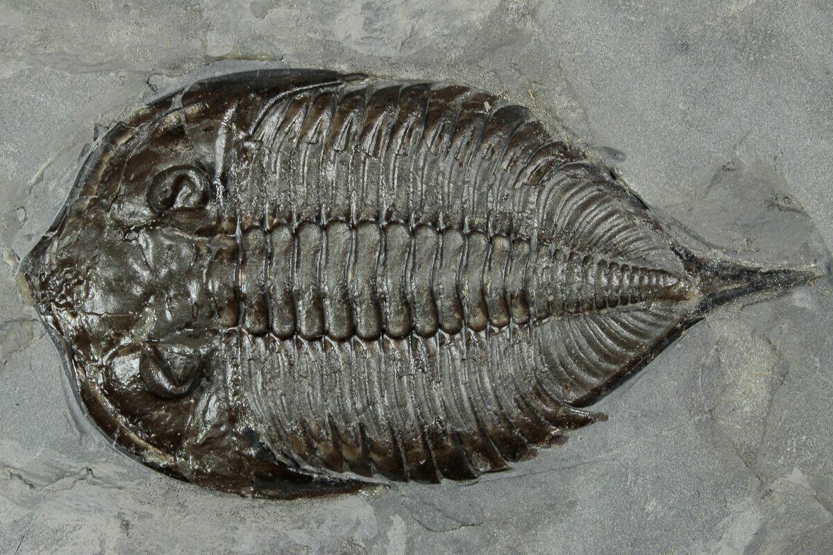 2.45" Dalmanites Trilobite Fossil - New York (#241932) For Sale ...