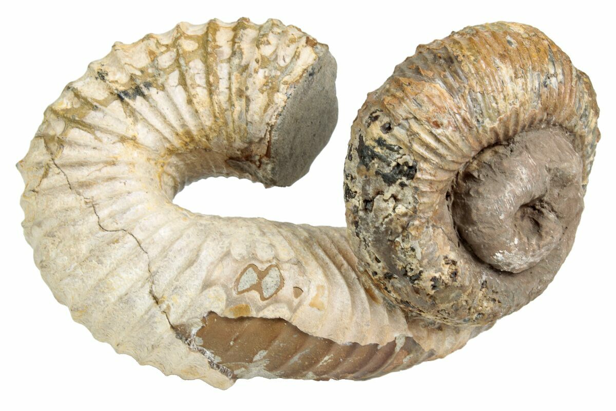 3.4" Fossil Heteromorph (Nostoceras) Ammonite - Madagascar (#241983 ...