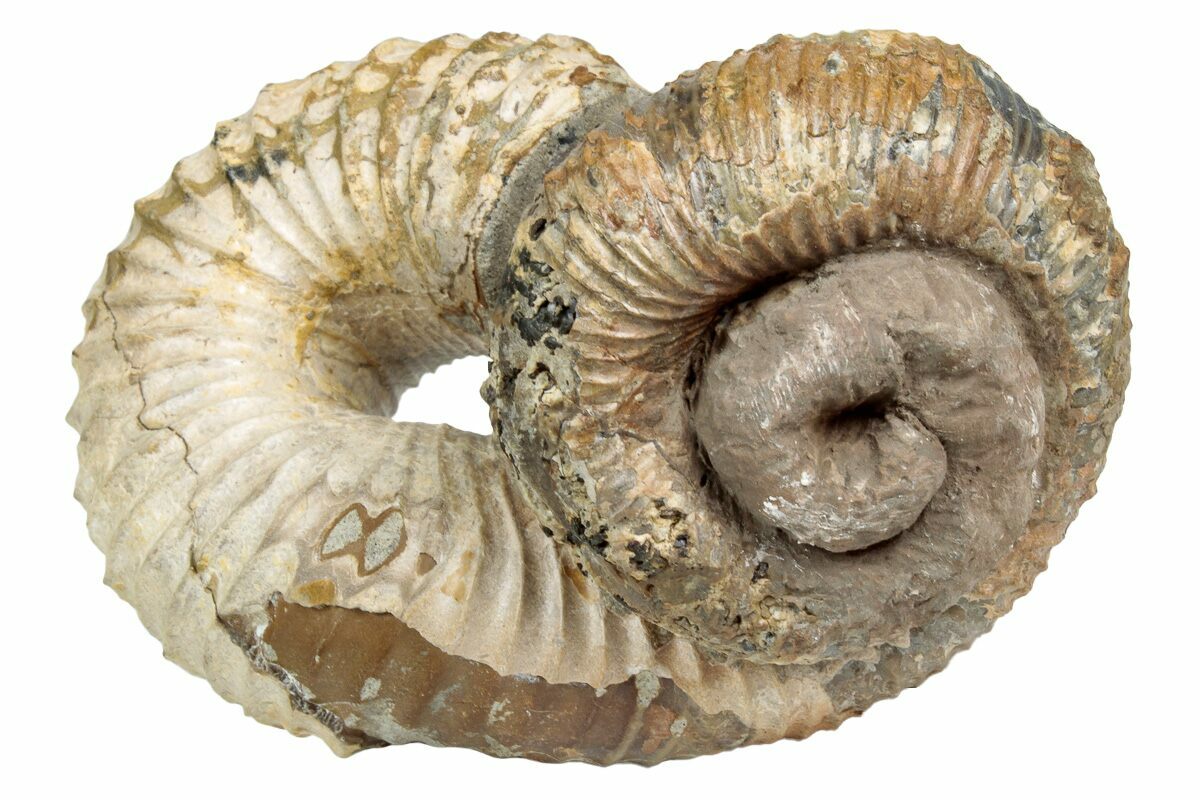 3.4" Fossil Heteromorph (Nostoceras) Ammonite - Madagascar (#241983 ...